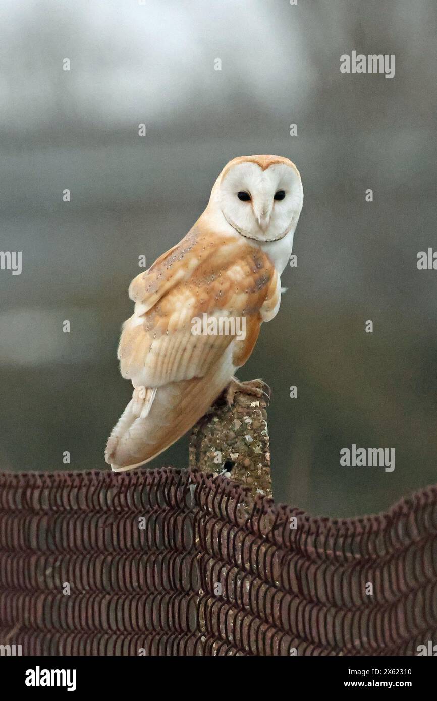 Wildlife at Tophill Low Nature Reserve Stock Photo - Alamy