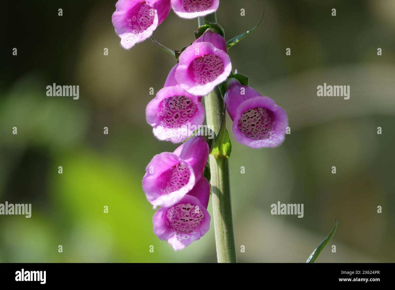 Pink foxglove showing the flower heads with spotty petals Stock Photo ...