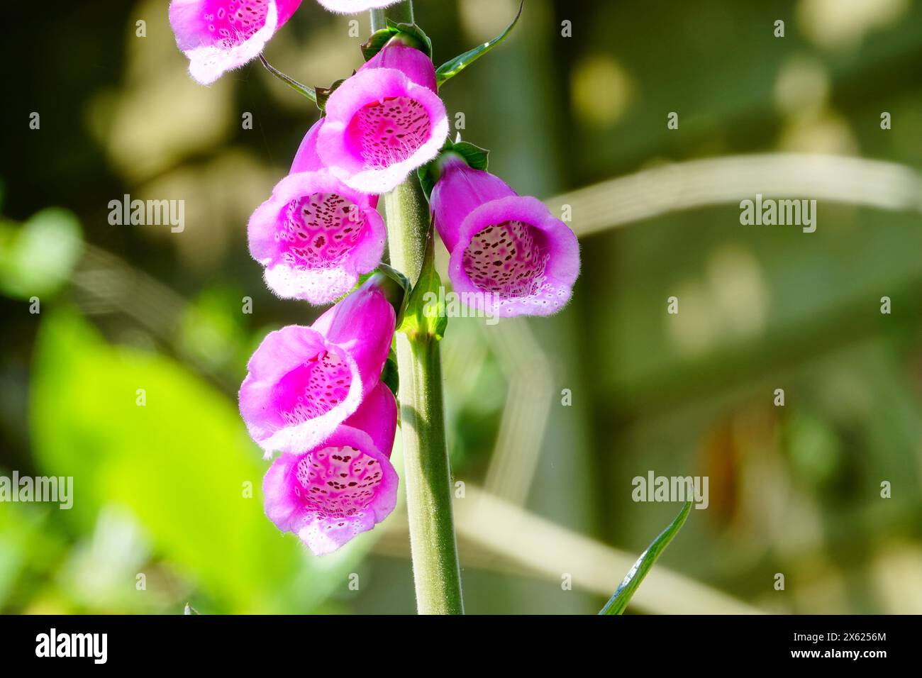 Pink foxglove showing the flower heads with spotty petals Stock Photo ...