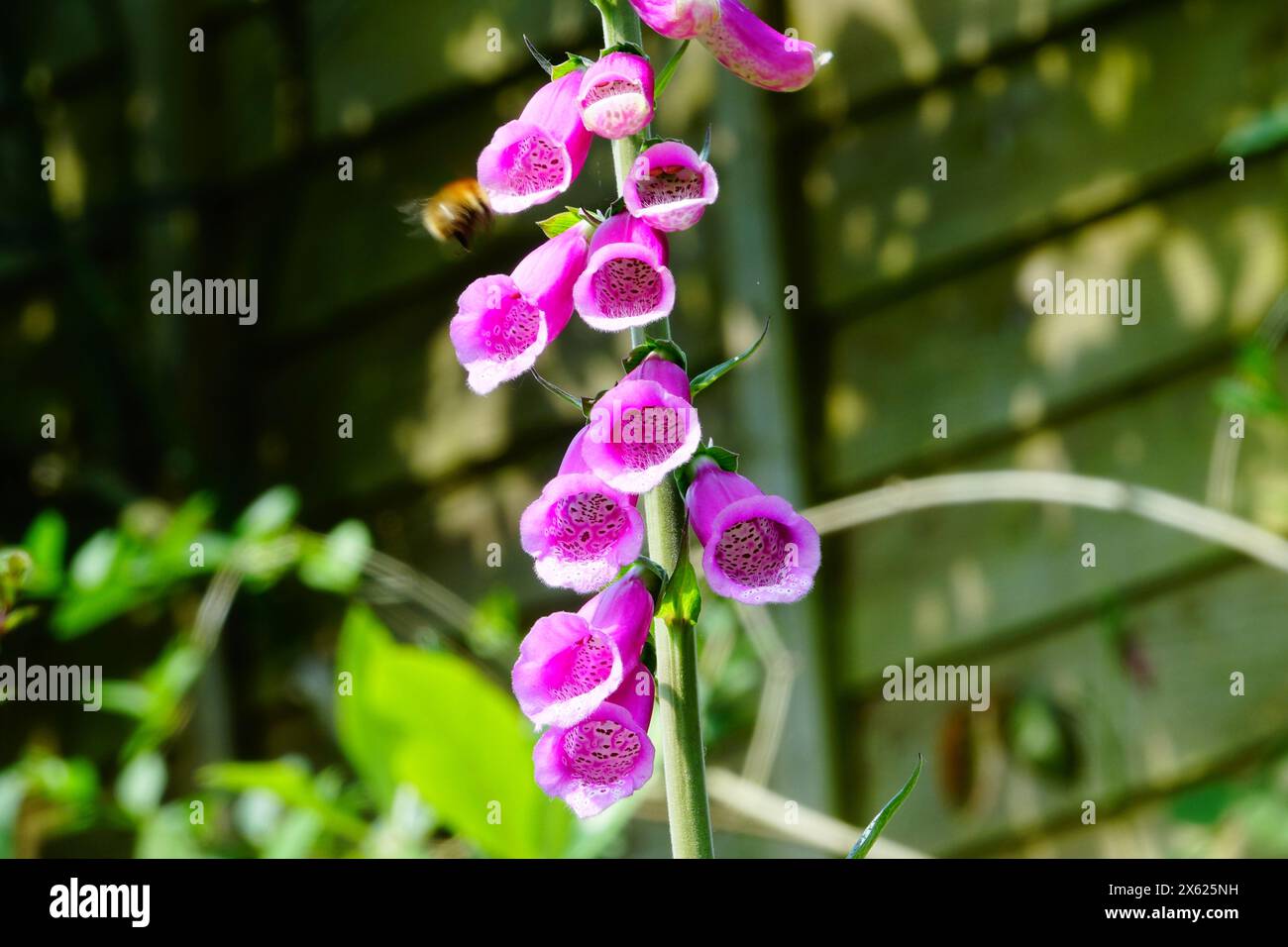 Pink foxglove showing the flower heads with spotty petals Stock Photo ...