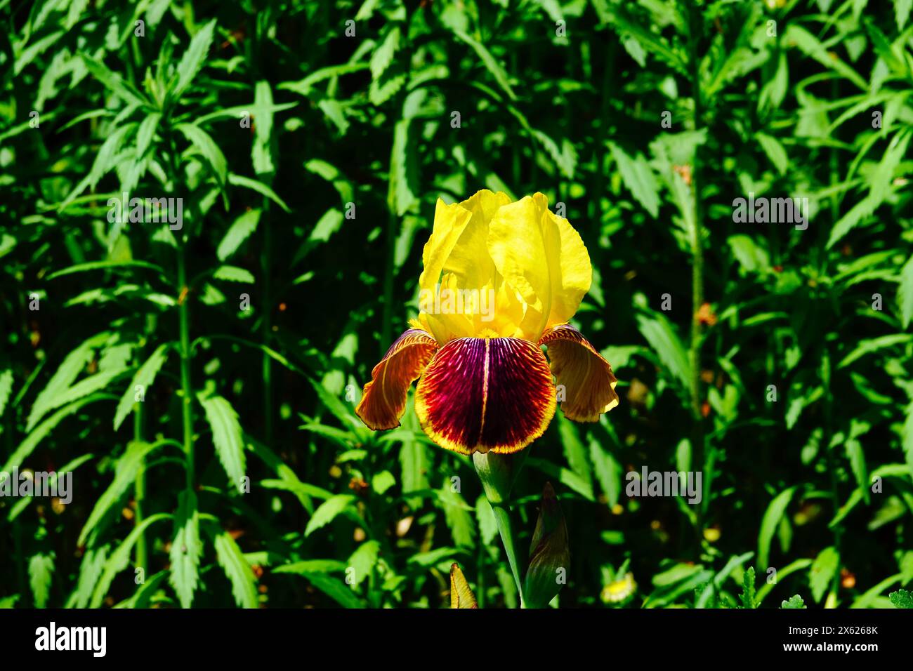 Iris germanica “Rajah” with yellow standards and purple yellow falls ...