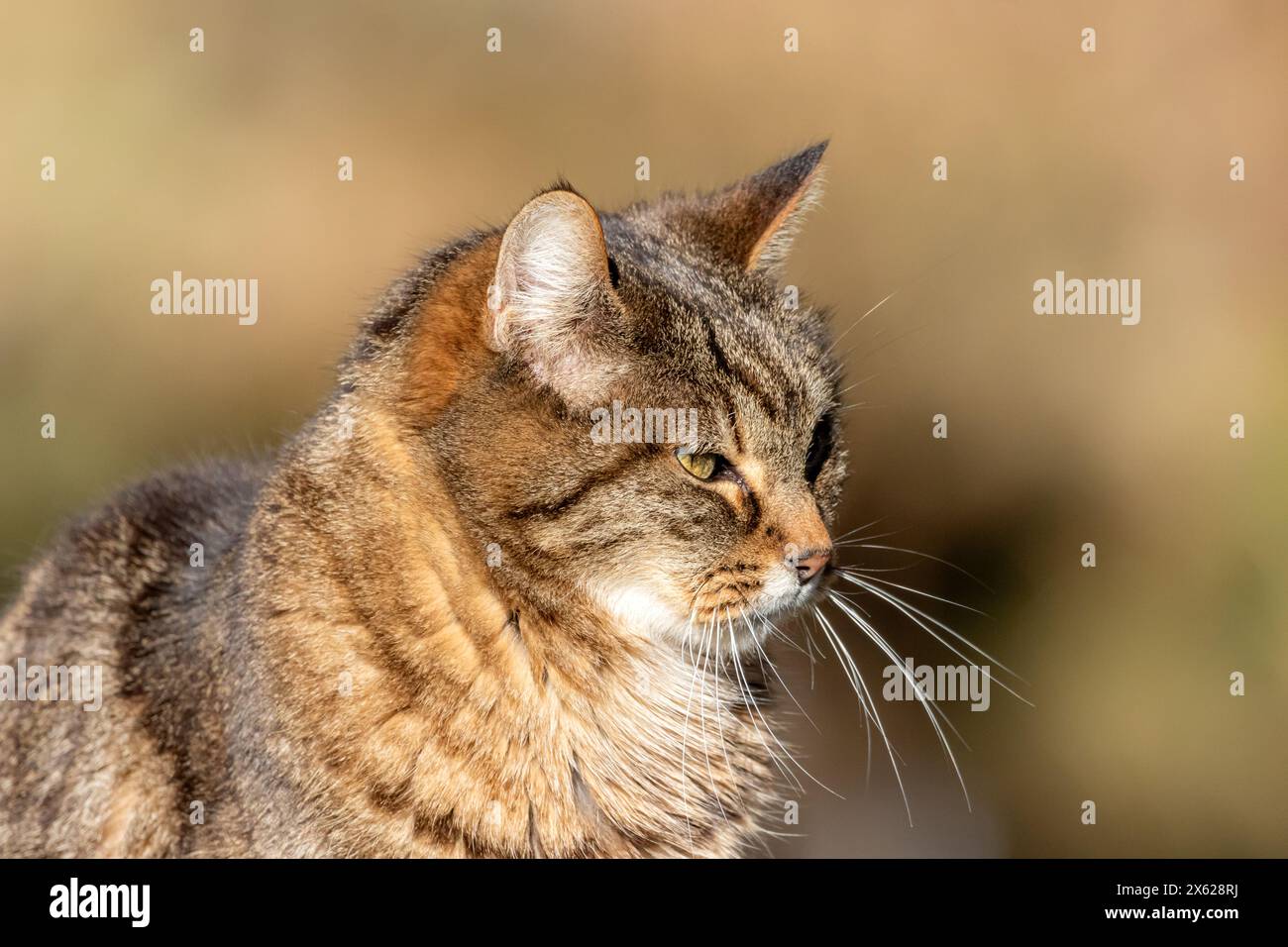 Domestic tabby cat hi-res stock photography and images - Alamy