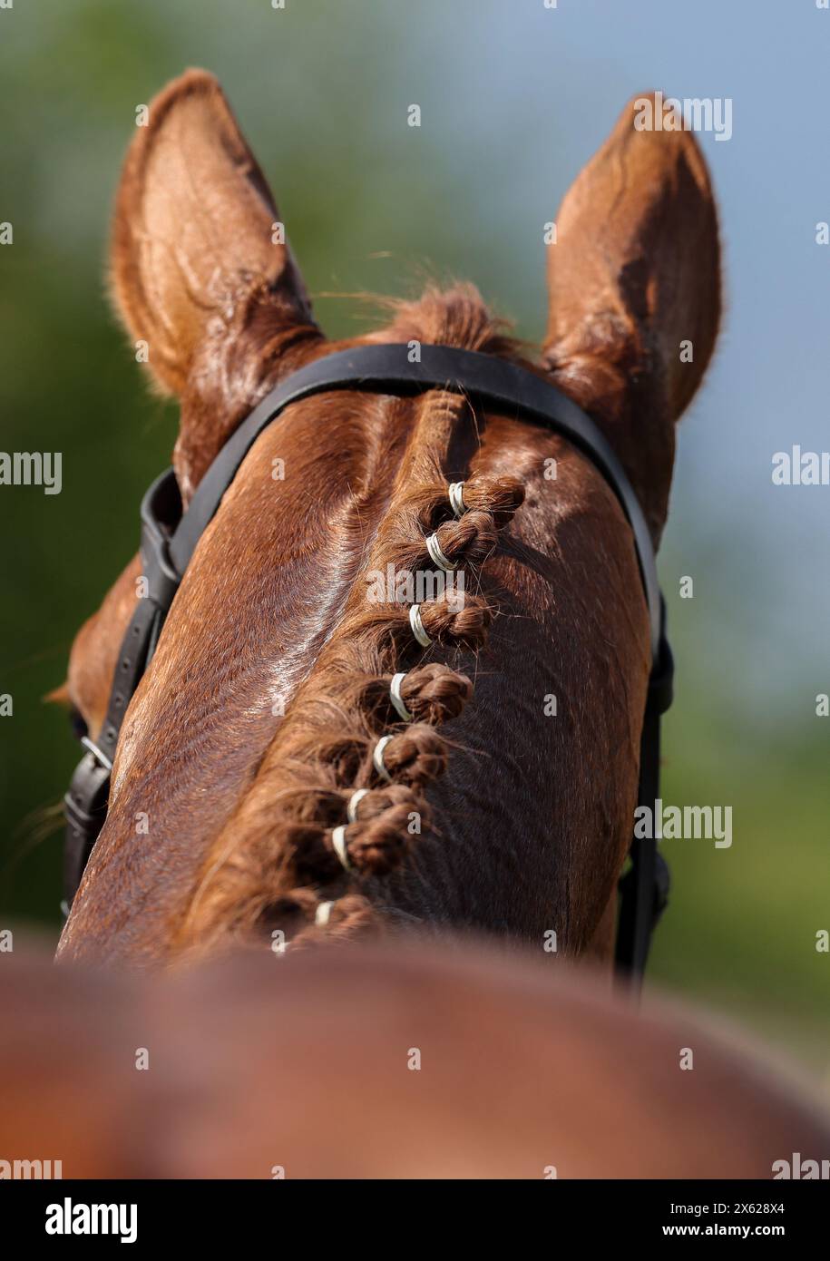 A close up of the detail of a horse plait during the Derby Trials Day ...