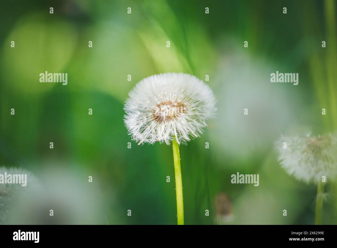 Dandelion blowball (Taraxum Stock Photo - Alamy