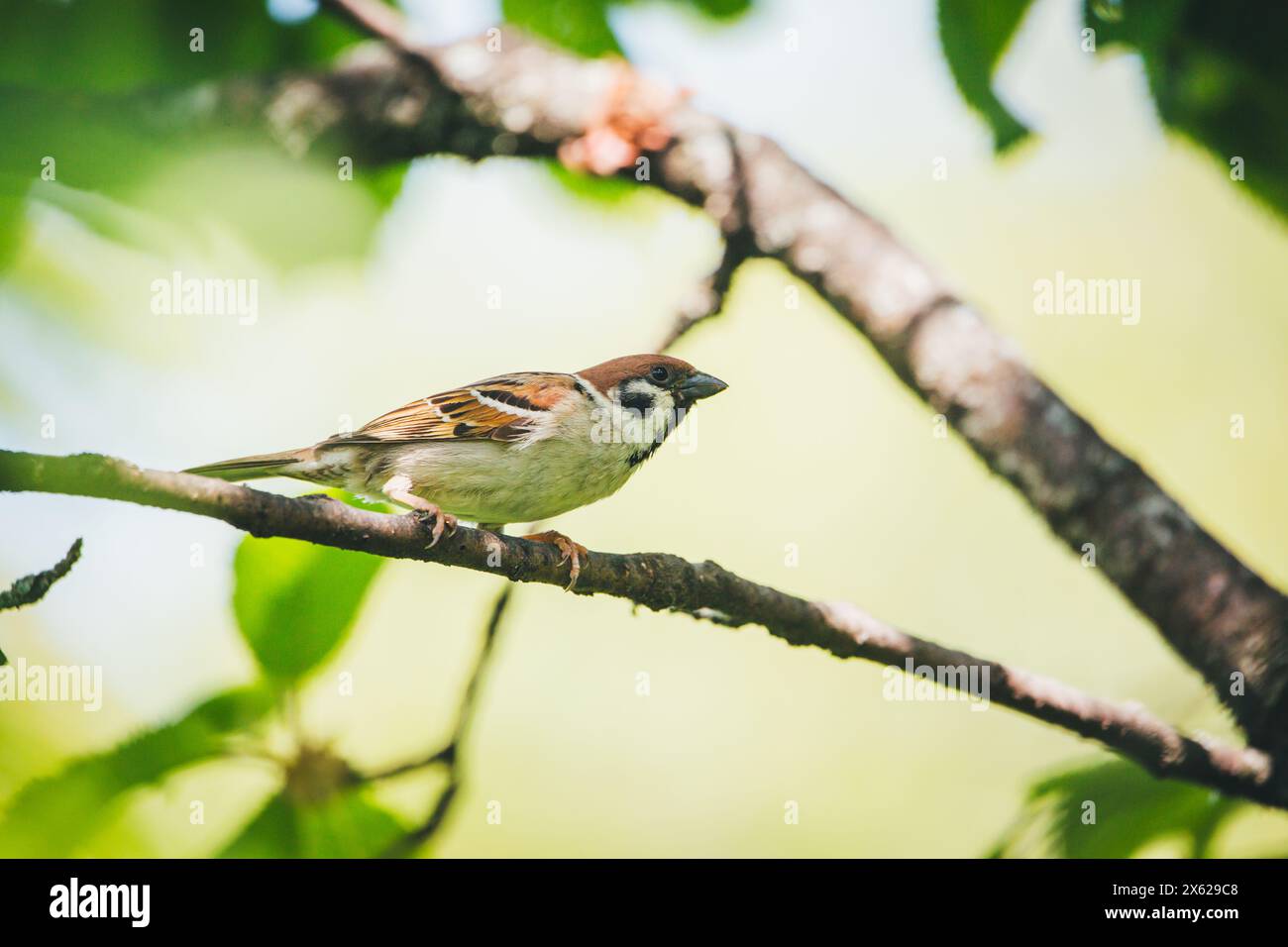Passer montanus spatz hi-res stock photography and images - Alamy