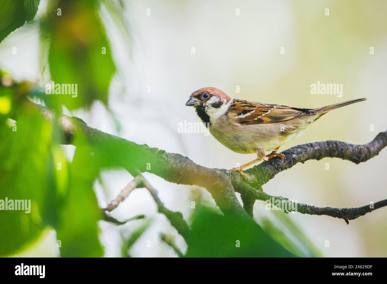 Passer montanus spatz hi-res stock photography and images - Alamy