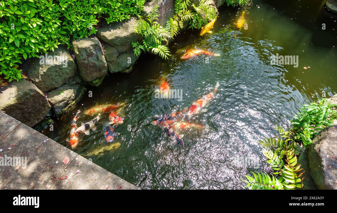 Japanese gardens with beautiful greenery and pond with carp, Asakusa ...