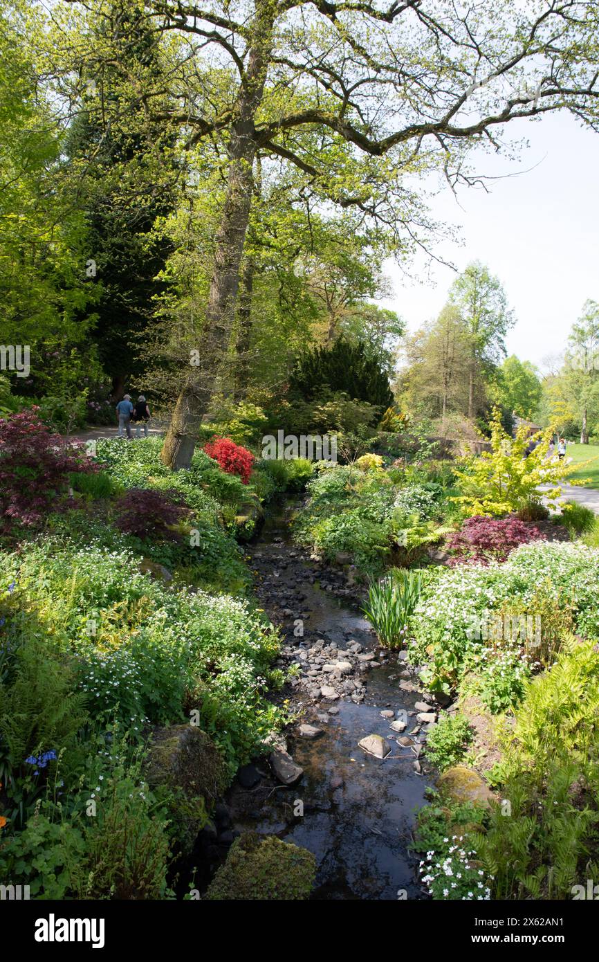 Late Spring colour by the stream at RHS Harlow Carr Stock Photo - Alamy