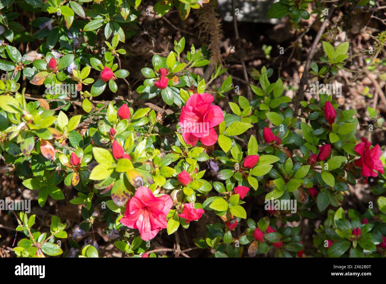 Rhododendron 'Vuyk's Rosy Red' Stock Photo - Alamy