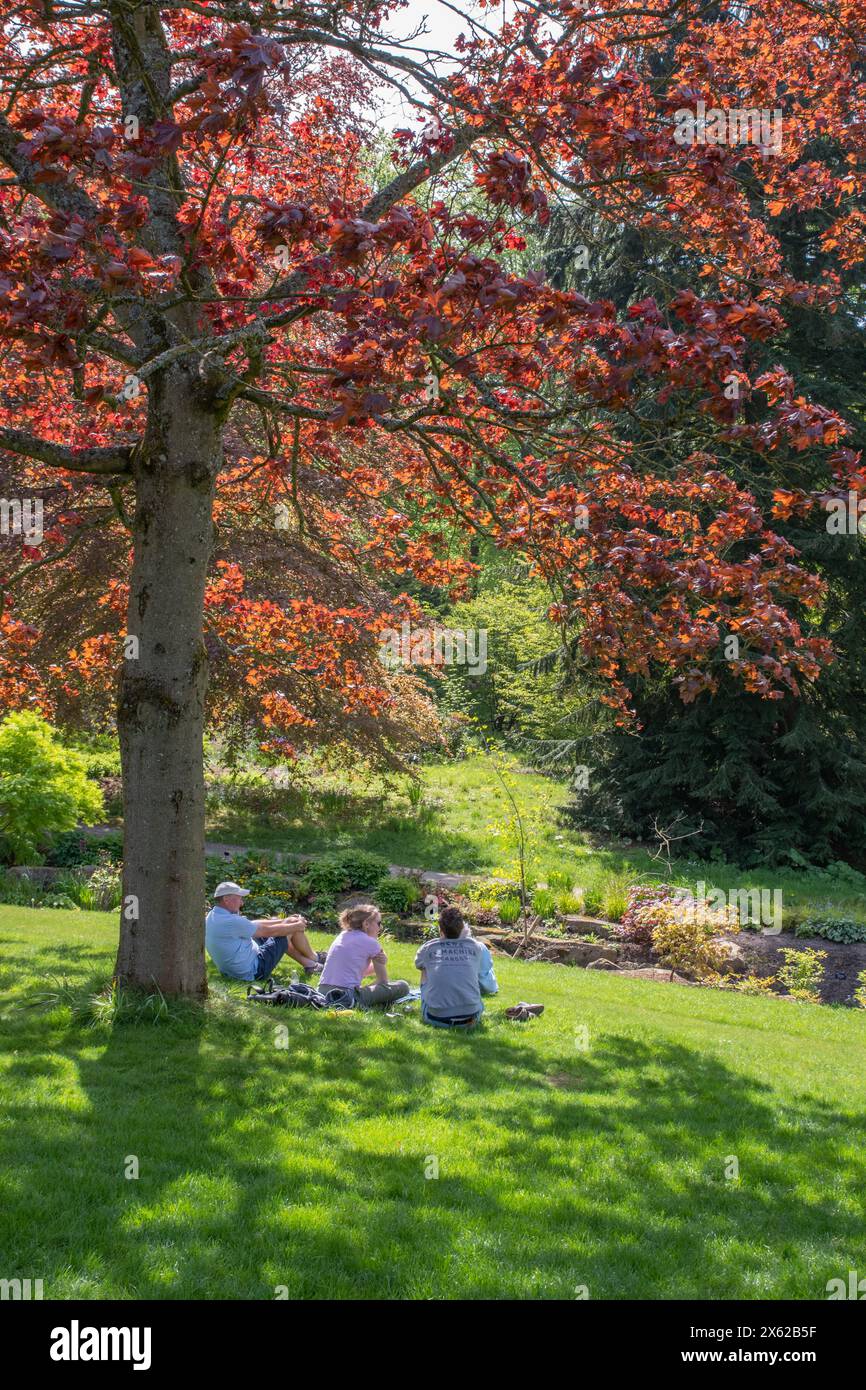 Picnic under the streamside tree at RHS Harlow Carr Stock Photo - Alamy