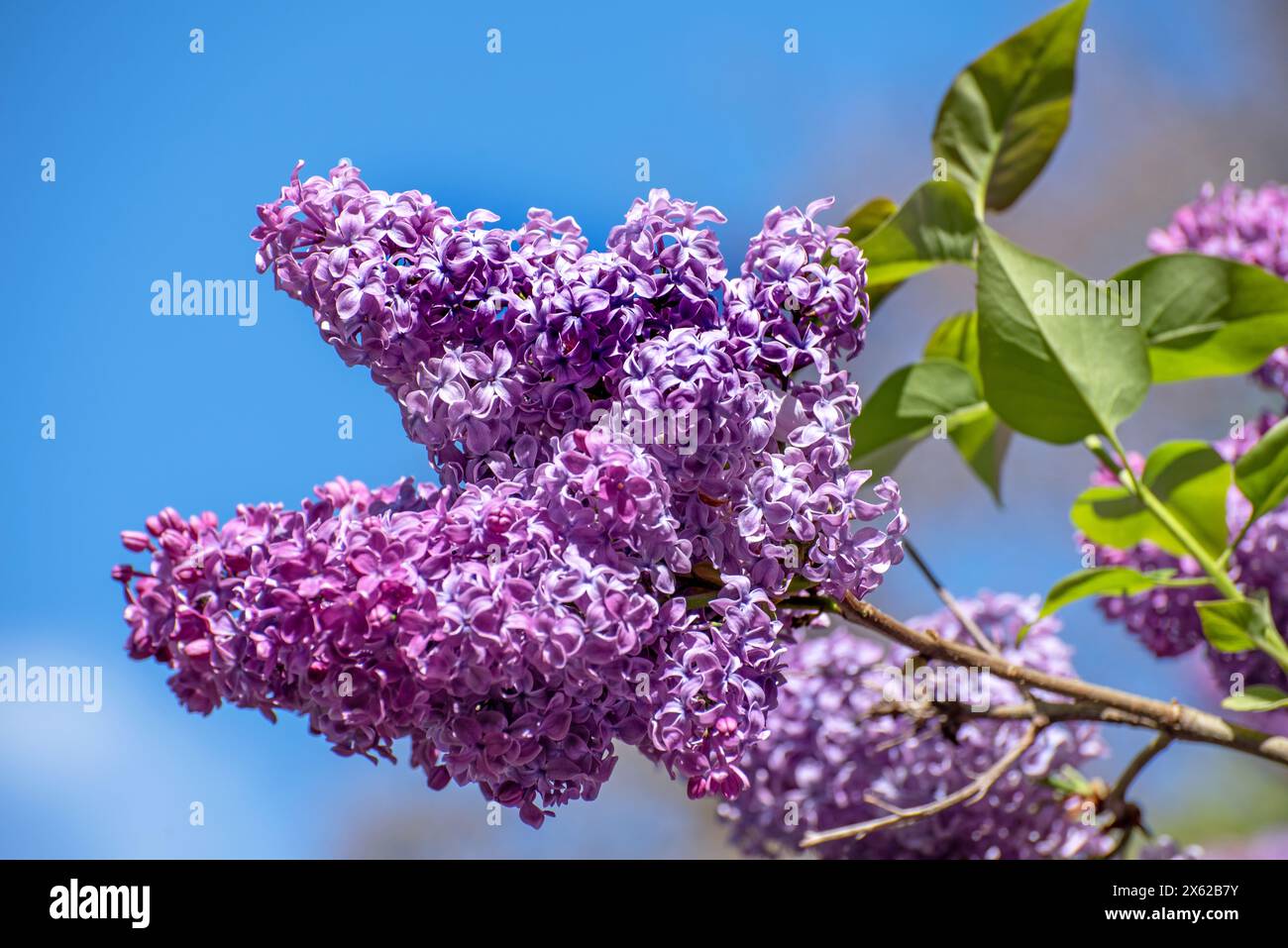 Purple lilac bush and blue sky on a spring time, Ireland Stock Photo ...