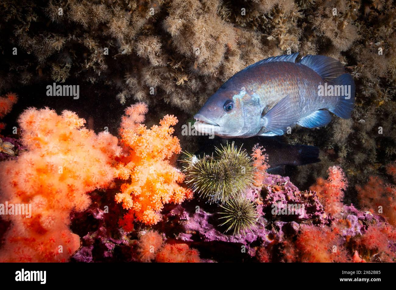 Cunner Fish underwater in the Gulf of St. Lawrence in Canada Stock ...