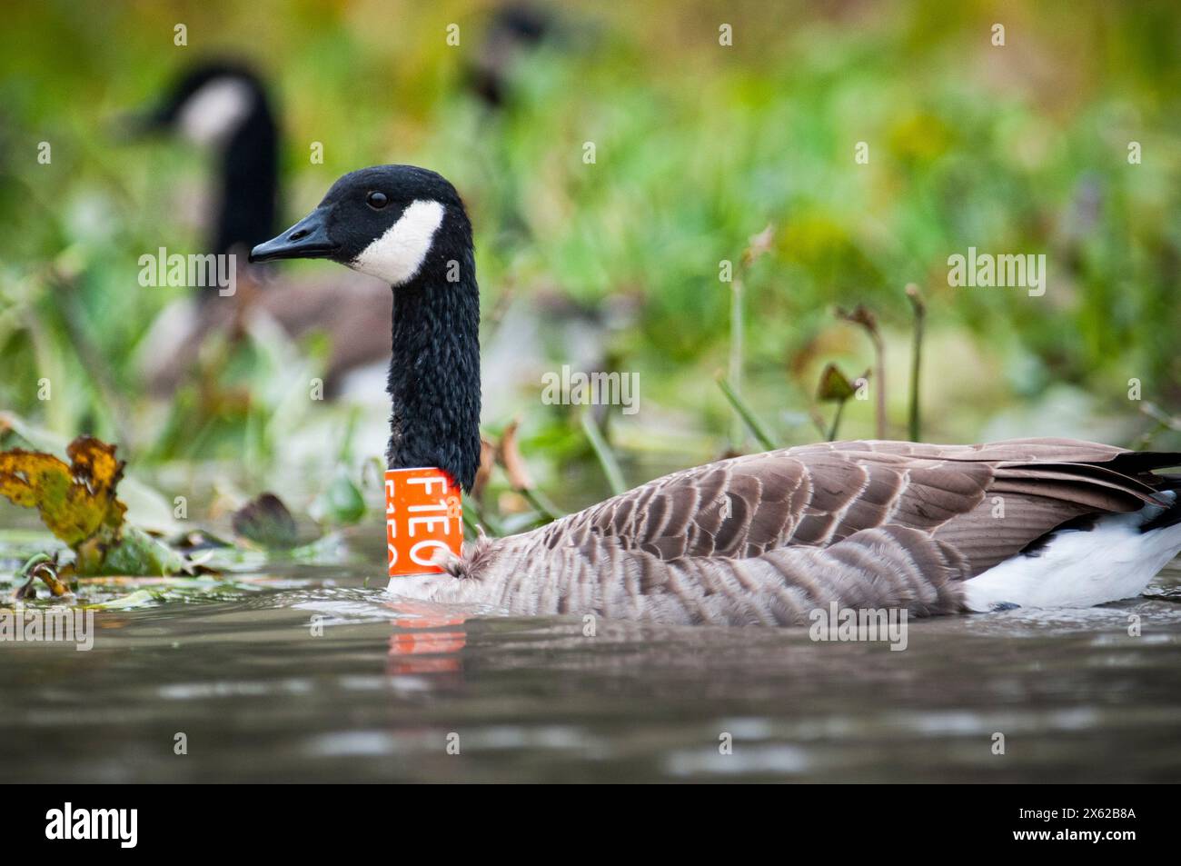 Canada Goose with a neck ring along the St. Lawrence River Stock Photo ...