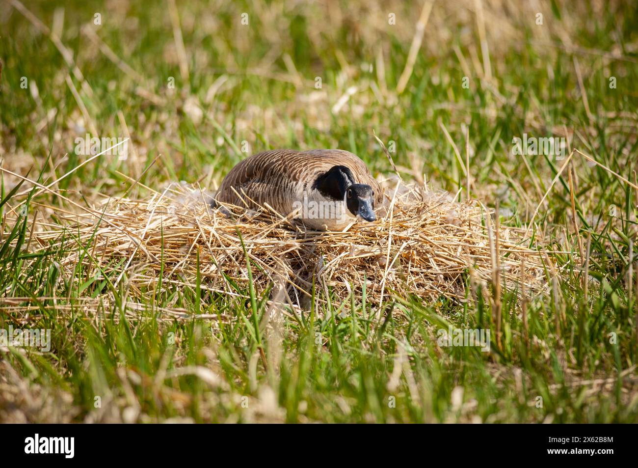 A female Canada Goose is keeping a low profile while incubating its ...