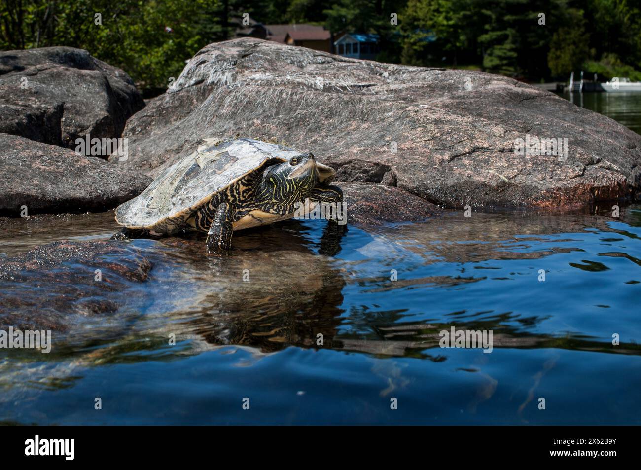 Northern Map Turtle sunbathing close to water Stock Photo - Alamy