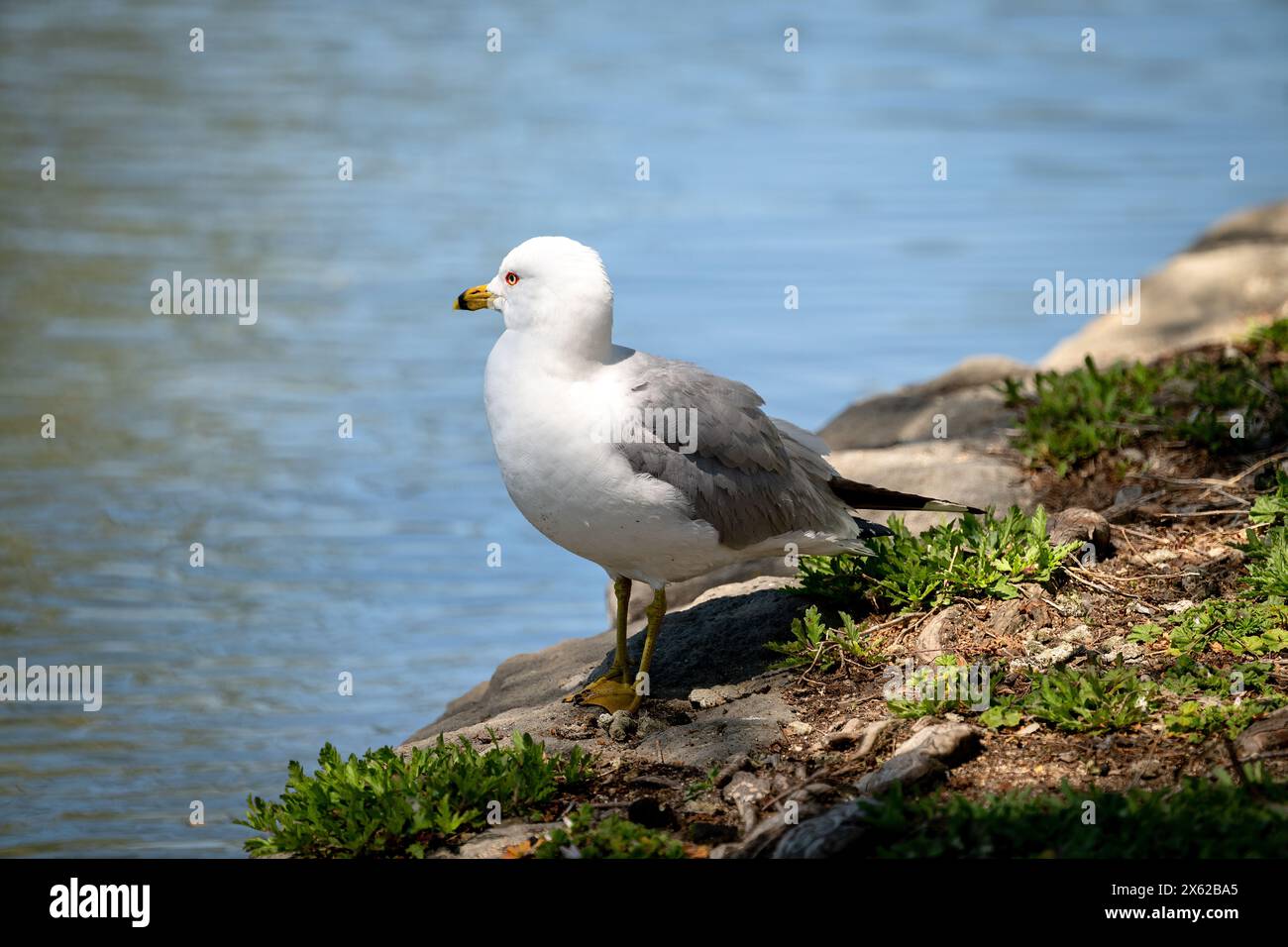 Lone seagull eyes a pond ready for flight Stock Photo - Alamy
