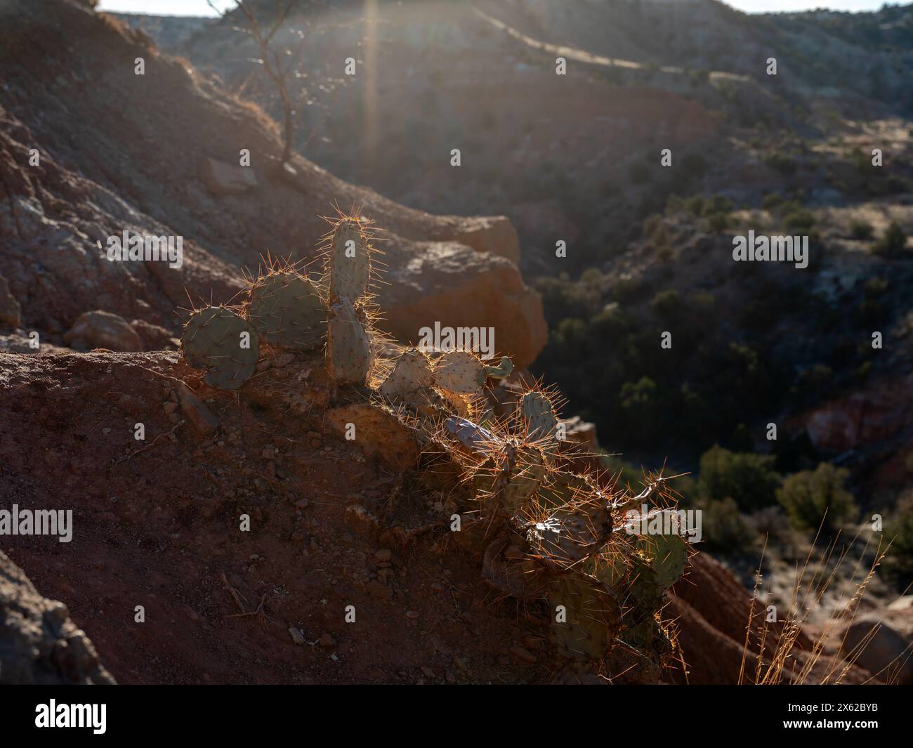Backlit cactus hi-res stock photography and images - Alamy