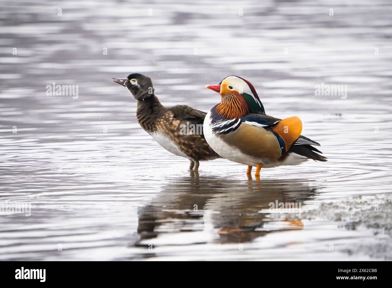Male mandarin duck, escaped from a farm, mating with a wild female wood ...