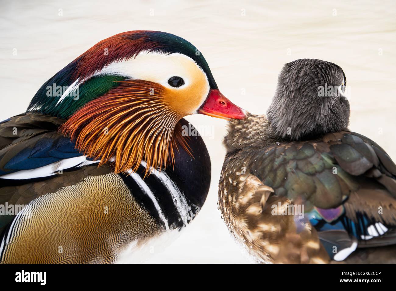 Male mandarin duck, escaped from a farm, mating with a wild female wood ...