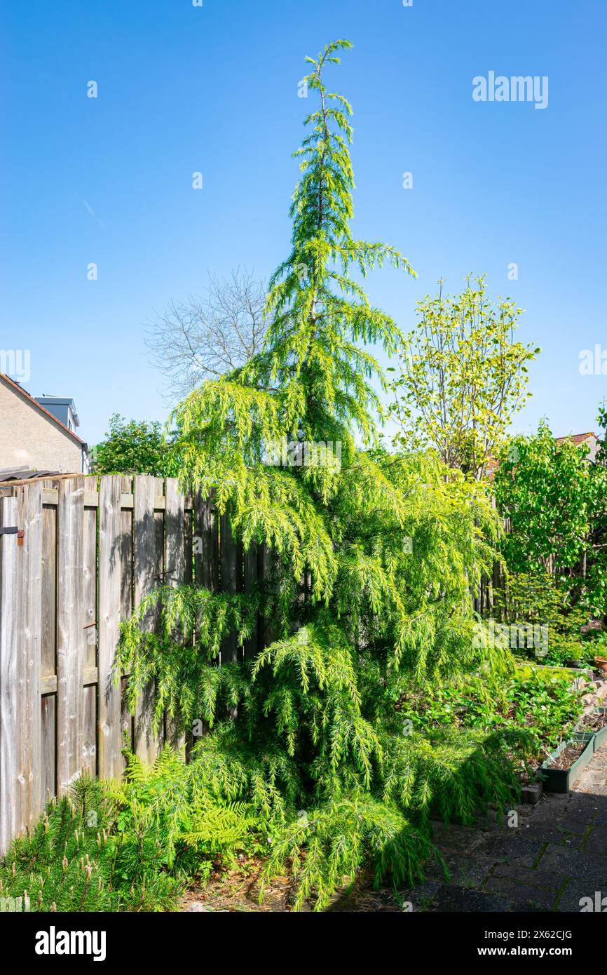 Gracious Himalayan Cedar tree (Cedrus deodara) with young needles in a ...