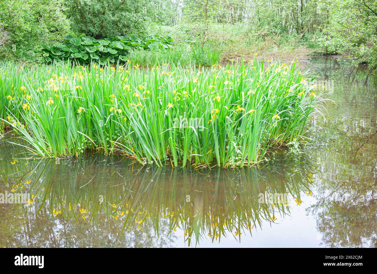 Large bunch of yellow-flowering iris (Iris pseudacorus) growing along ...