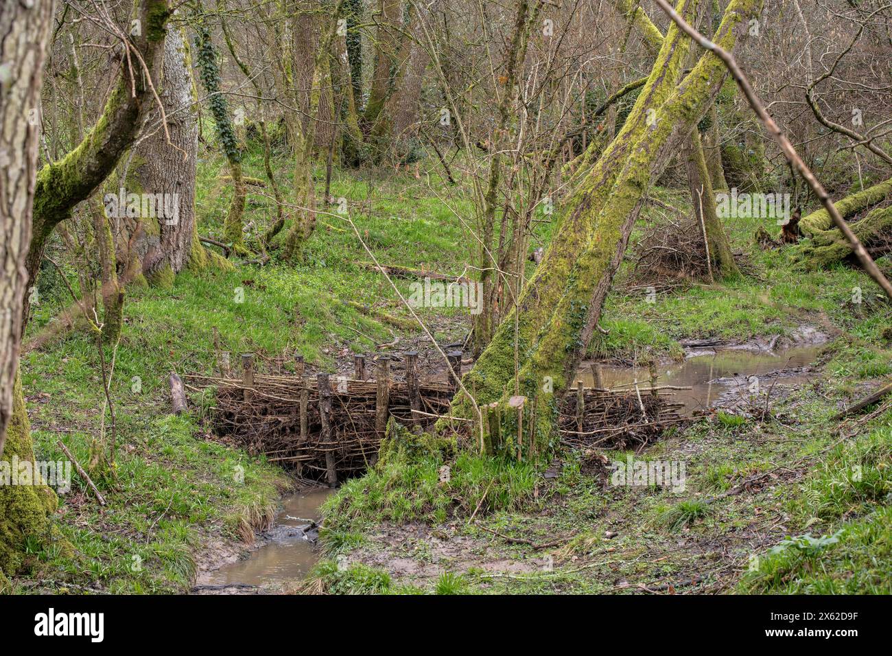 Beaver dam support structures hi-res stock photography and images - Alamy