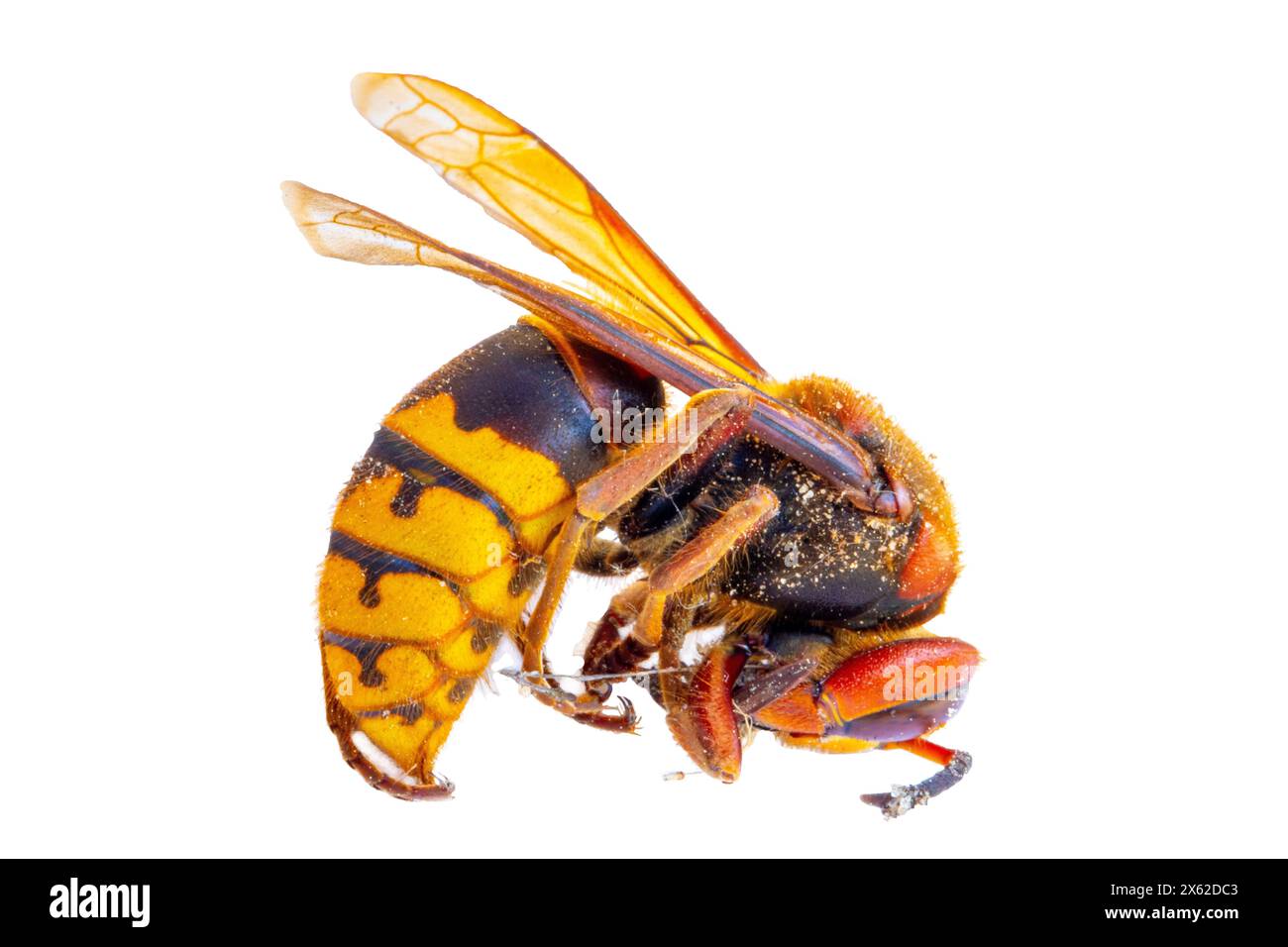 Hornet isolated. Close-up of a European Hornet (Vespa crabro). Side ...