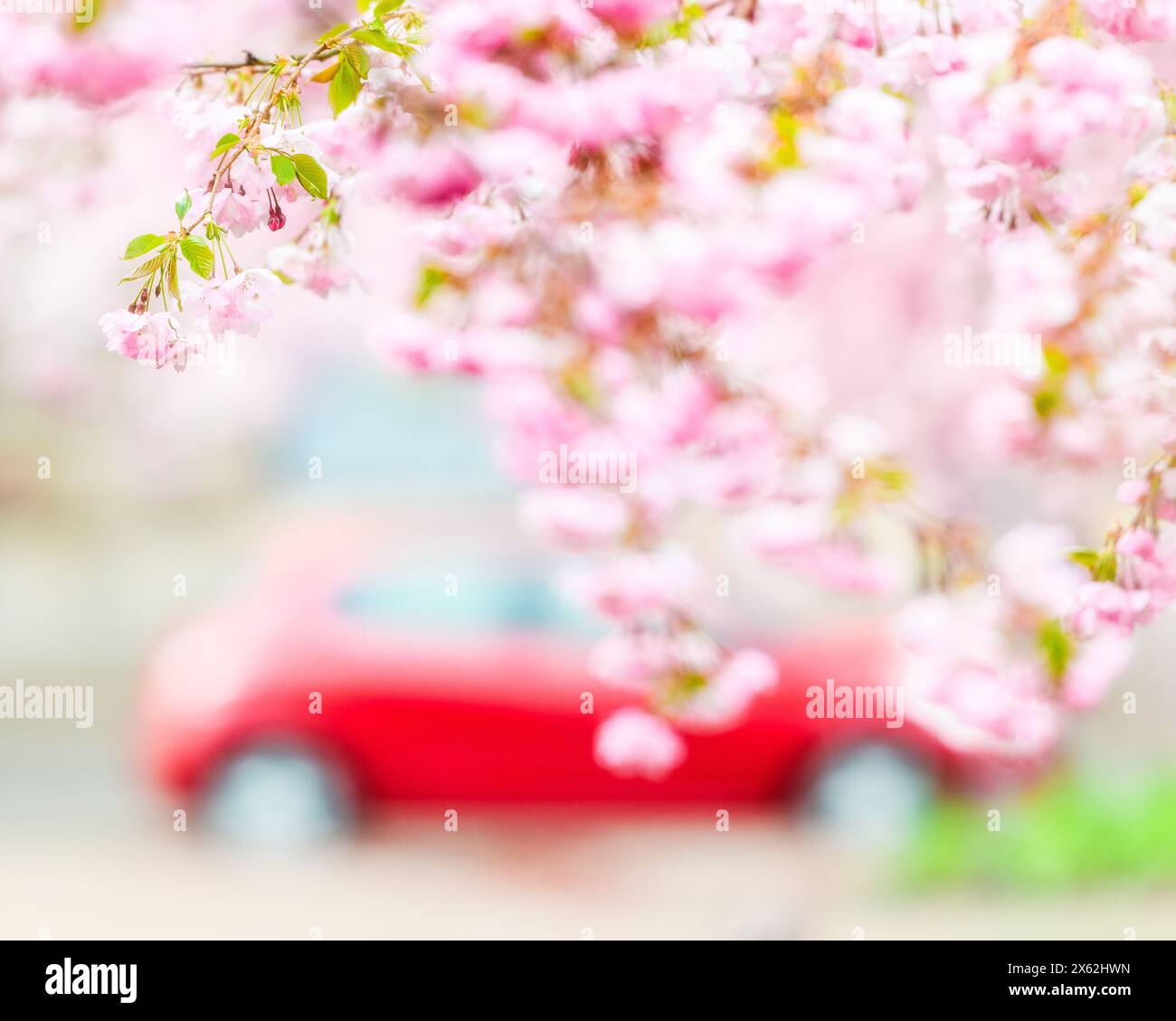 A delicate cherry blossom branch stands out with its pink flowers ...