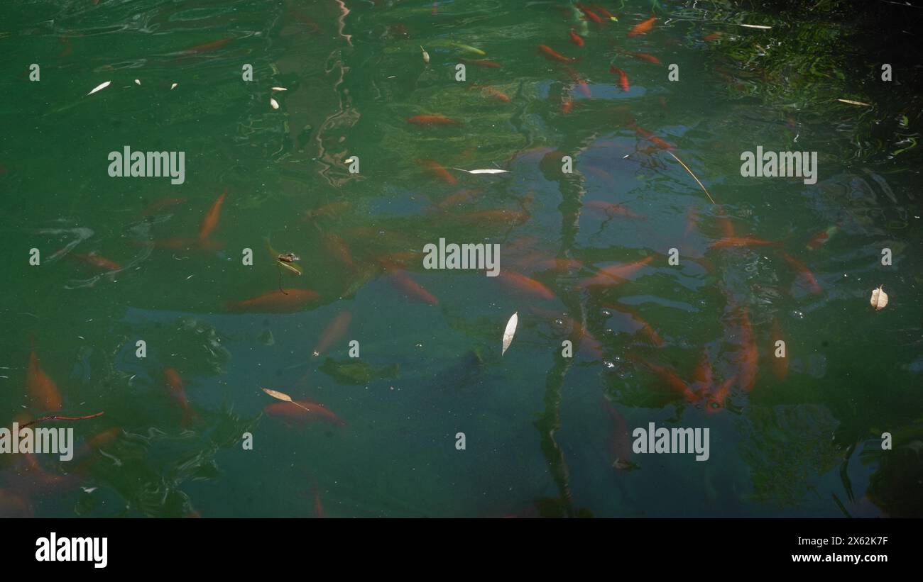 Vibrant pond ecosystem teeming hi-res stock photography and images - Alamy