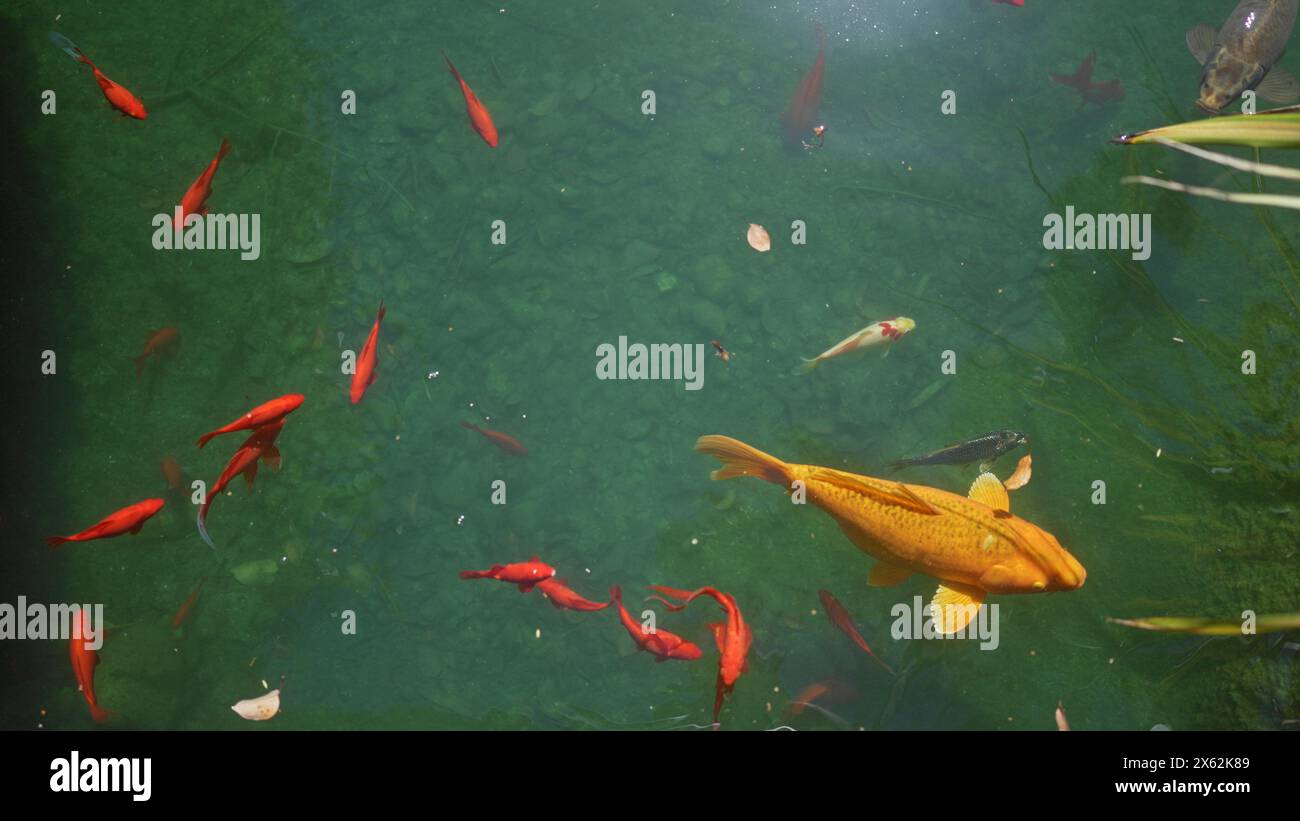 A tranquil pond scene with vibrant koi fish swimming among green ...