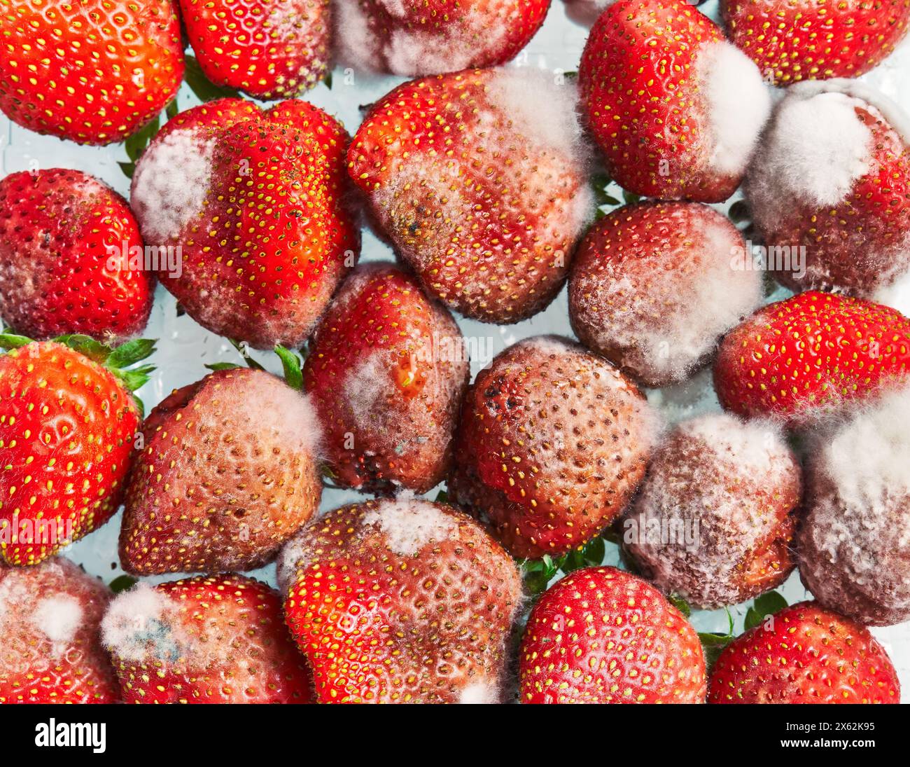 Strawberries in various stages of decay, with visible mold and spoilage ...