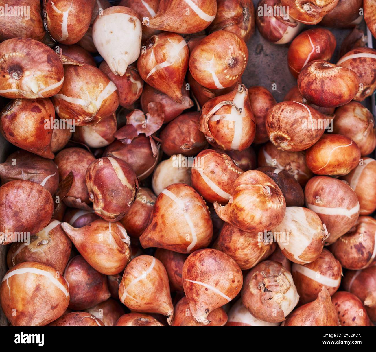 Displaying bulbous textures hi-res stock photography and images - Alamy