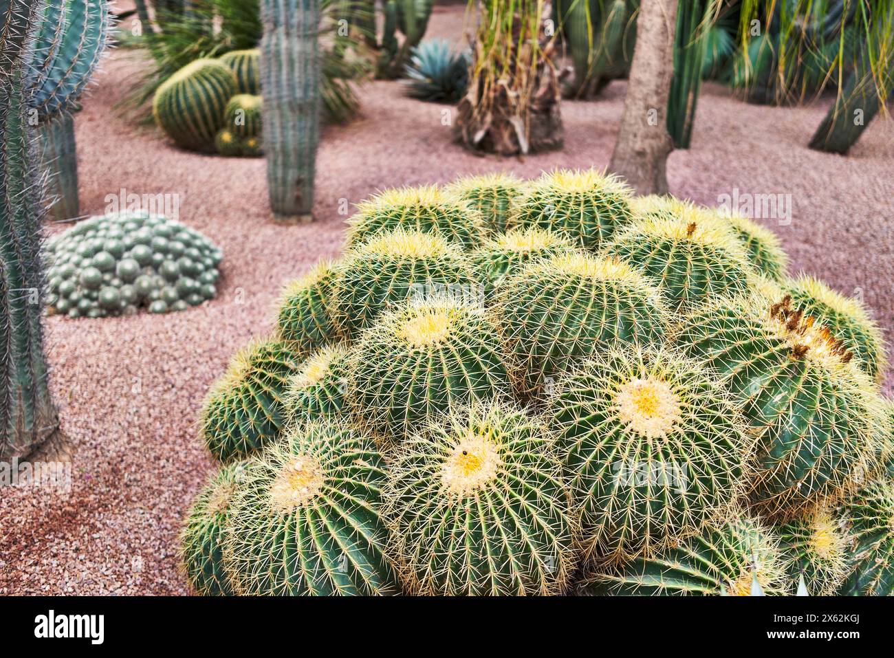 Expansive cacti garden featuring diverse succulent greenery ...
