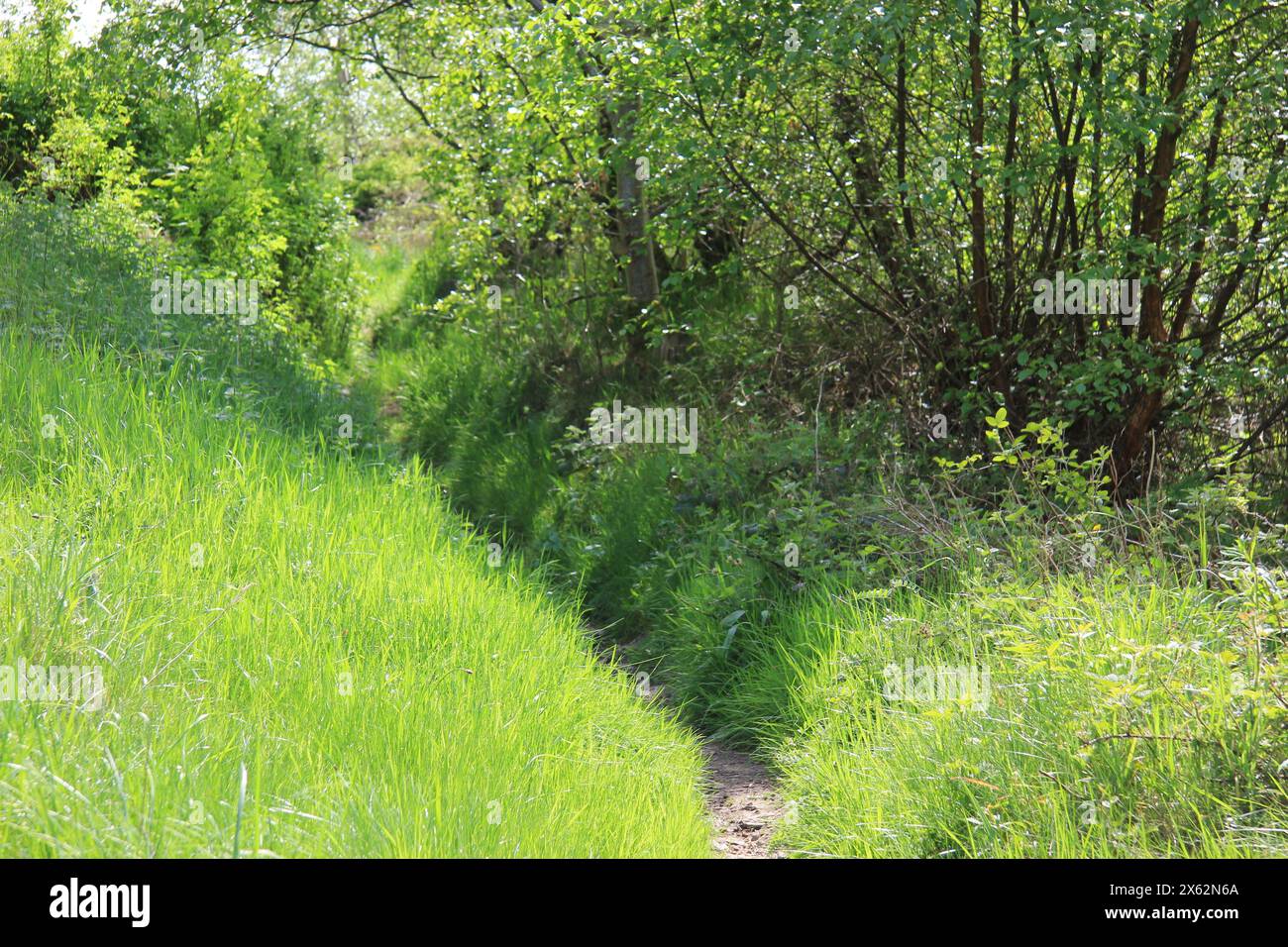 Narrow Path in the English Countryside Surrounded by Tall Grass and ...
