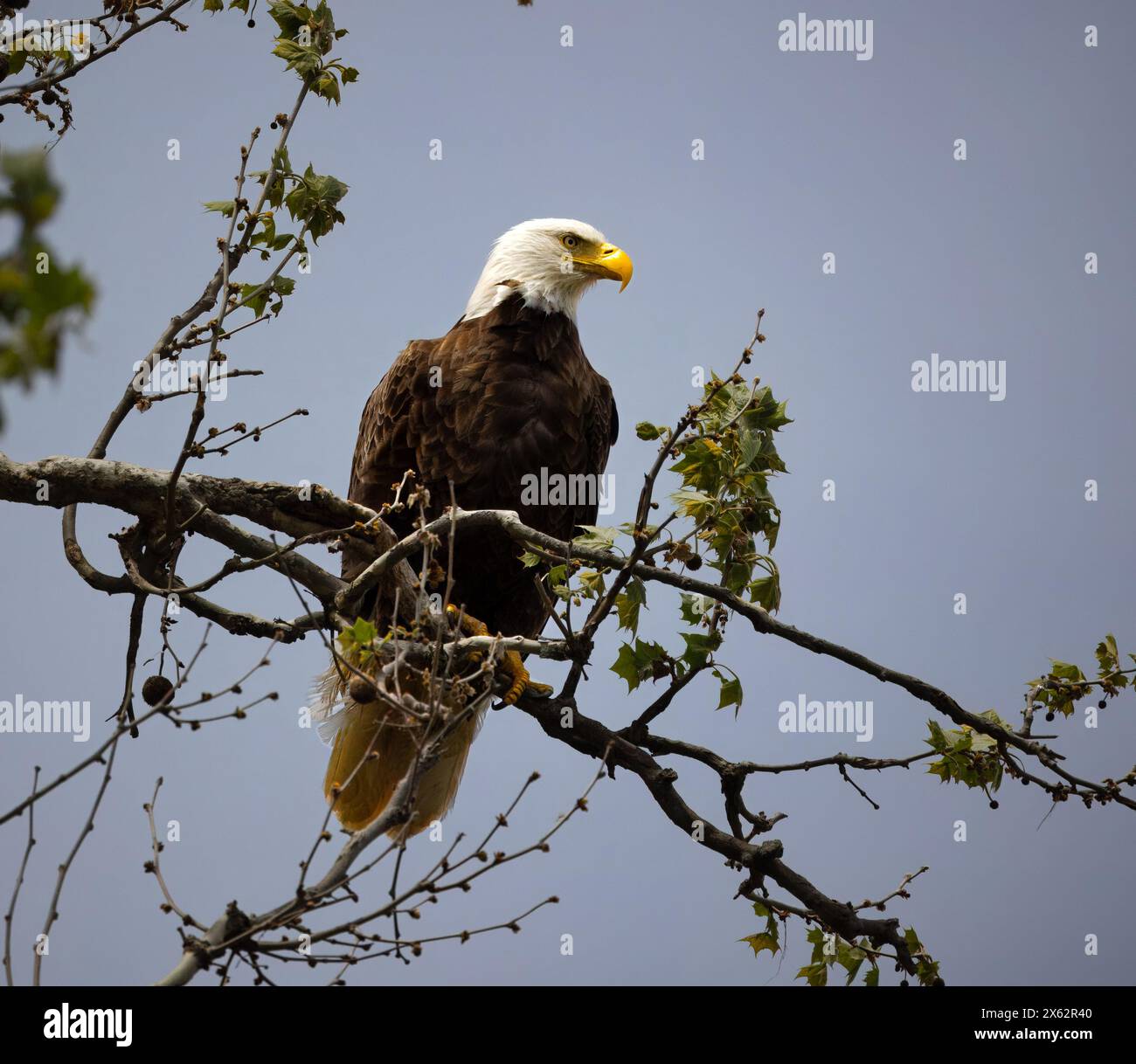 Bald Eagle sitting in a tree Stock Photo - Alamy