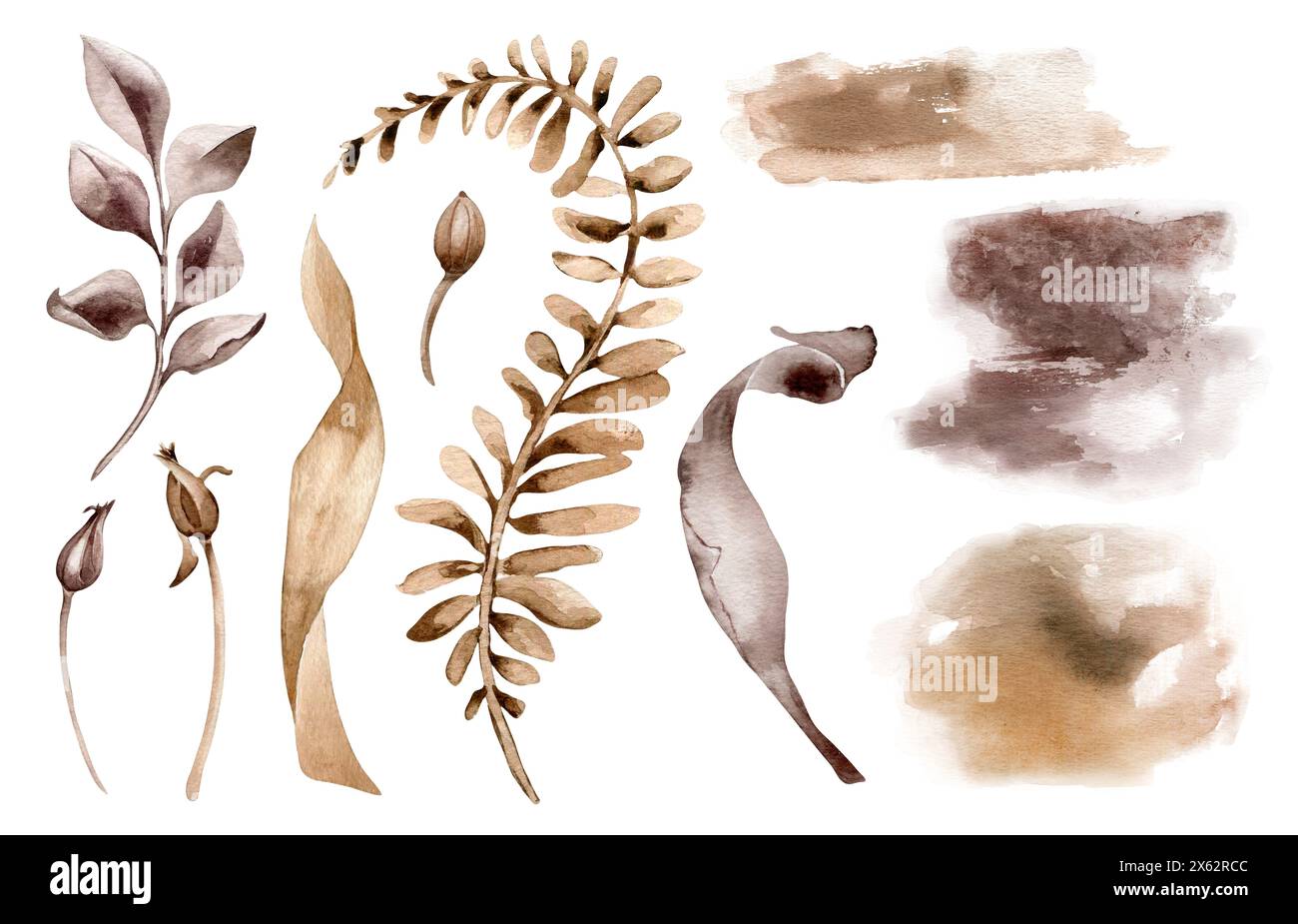 Leaves and branch in monochrome sepia watercolor set. Abstract plants ...