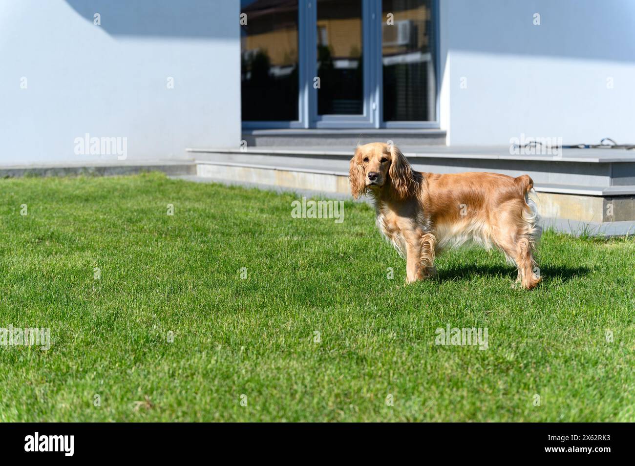 Red English spaniel is walking on the green lawn in the backyard Stock ...