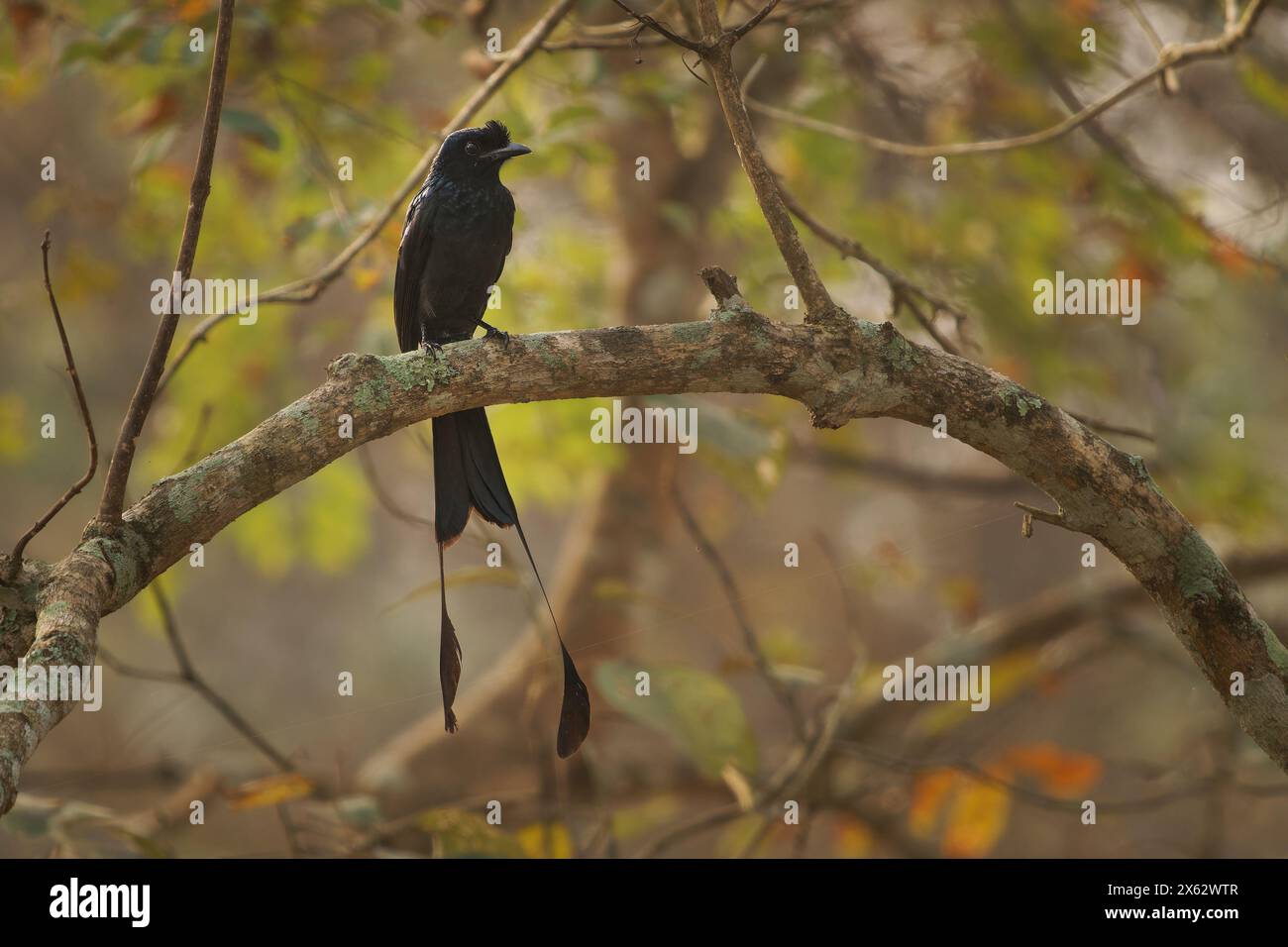 Greater Racket-tailed Drongo - Dicrurus paradiseus, Asian bird with ...