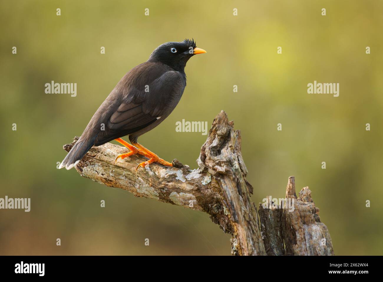 Jungle myna - Acridotheres fuscus is bird, member of starling family ...