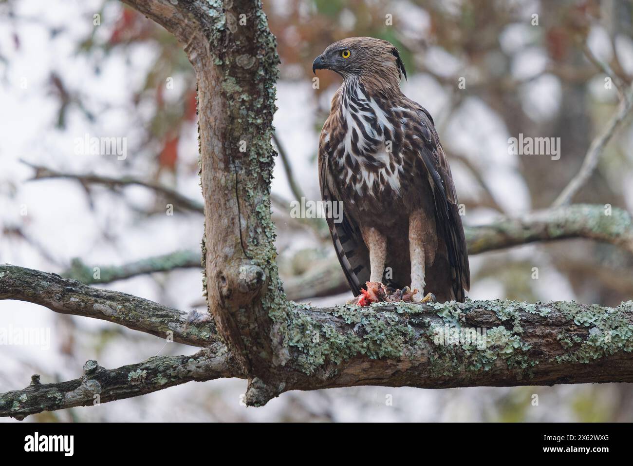 Changeable Hawk-eagle or crested hawk-eagle - Nisaetus limnaeetus ...