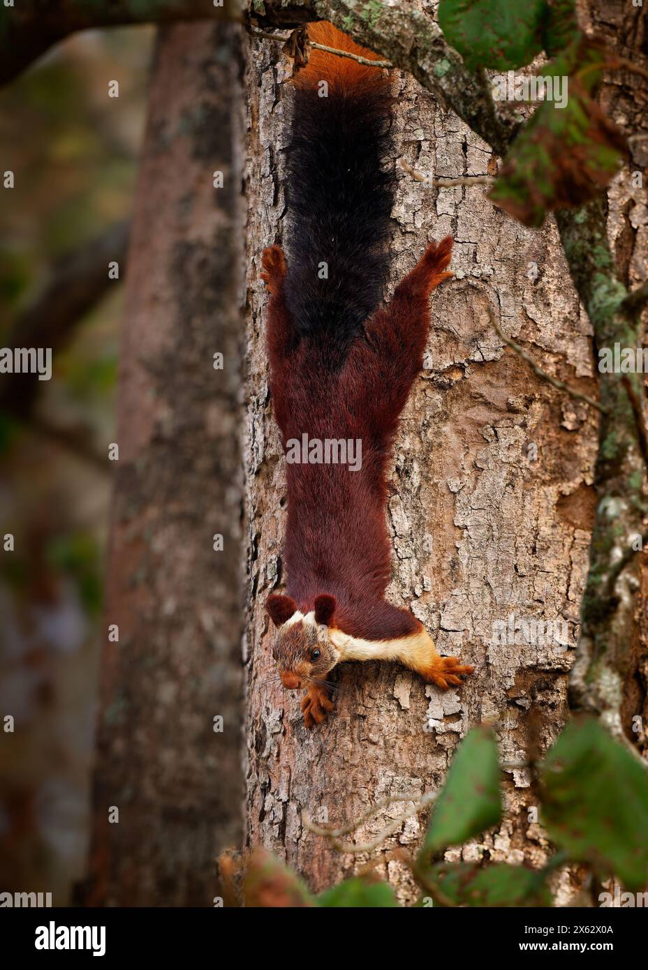 Indian or Malabar giant squirrel - Ratufa indica large multi-coloured ...