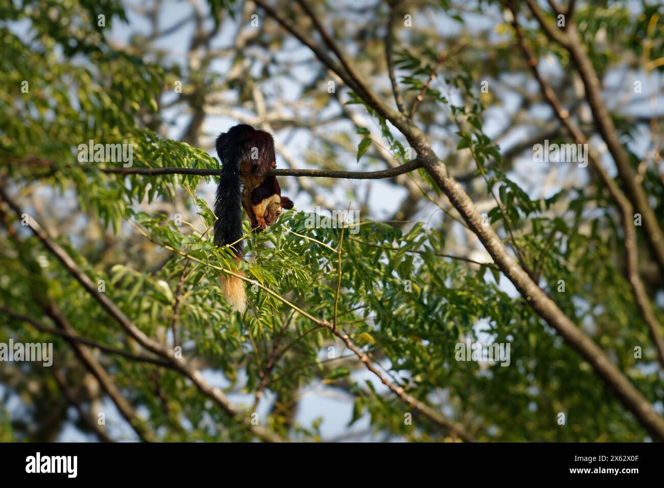 Indian or Malabar giant squirrel - Ratufa indica large multi-coloured ...