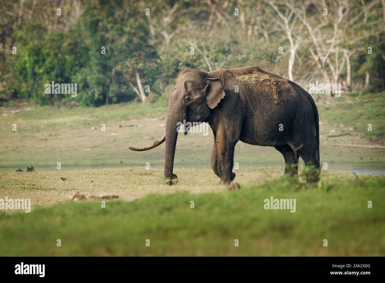 Asian Elephant - Elephas maximus in the indian forest, also called ...