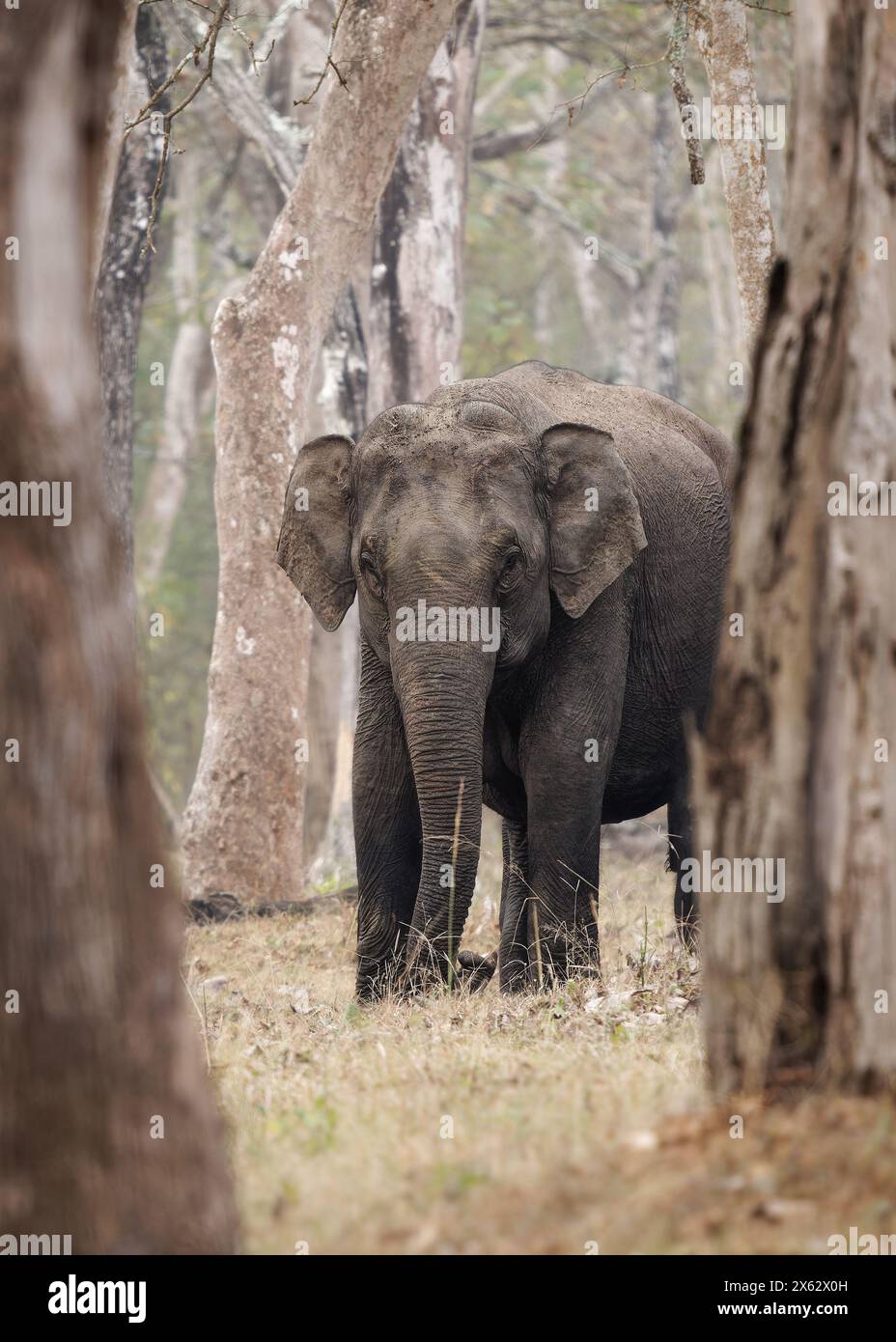 Asian Elephant - Elephas maximus in the indian forest, also called ...