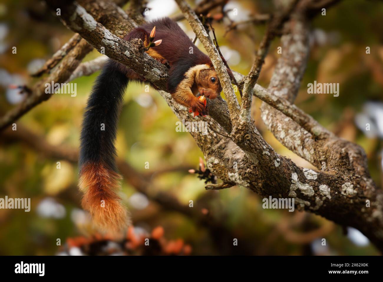 Indian or Malabar giant squirrel - Ratufa indica large multi-coloured ...