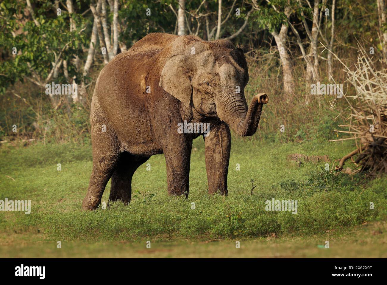 Asian Elephant - Elephas maximus in the indian forest, also called ...