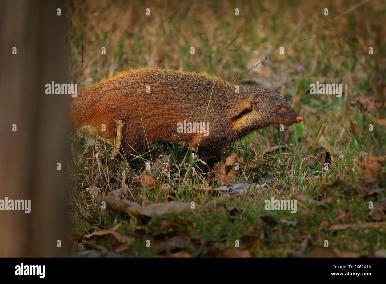 Stripe-necked Mongoose - Urva vitticolla fast ground mammal native to ...