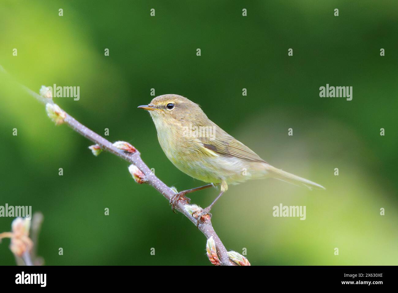 male common chiffchaff on a branch (Phylloscopus collybita Stock Photo - Alamy