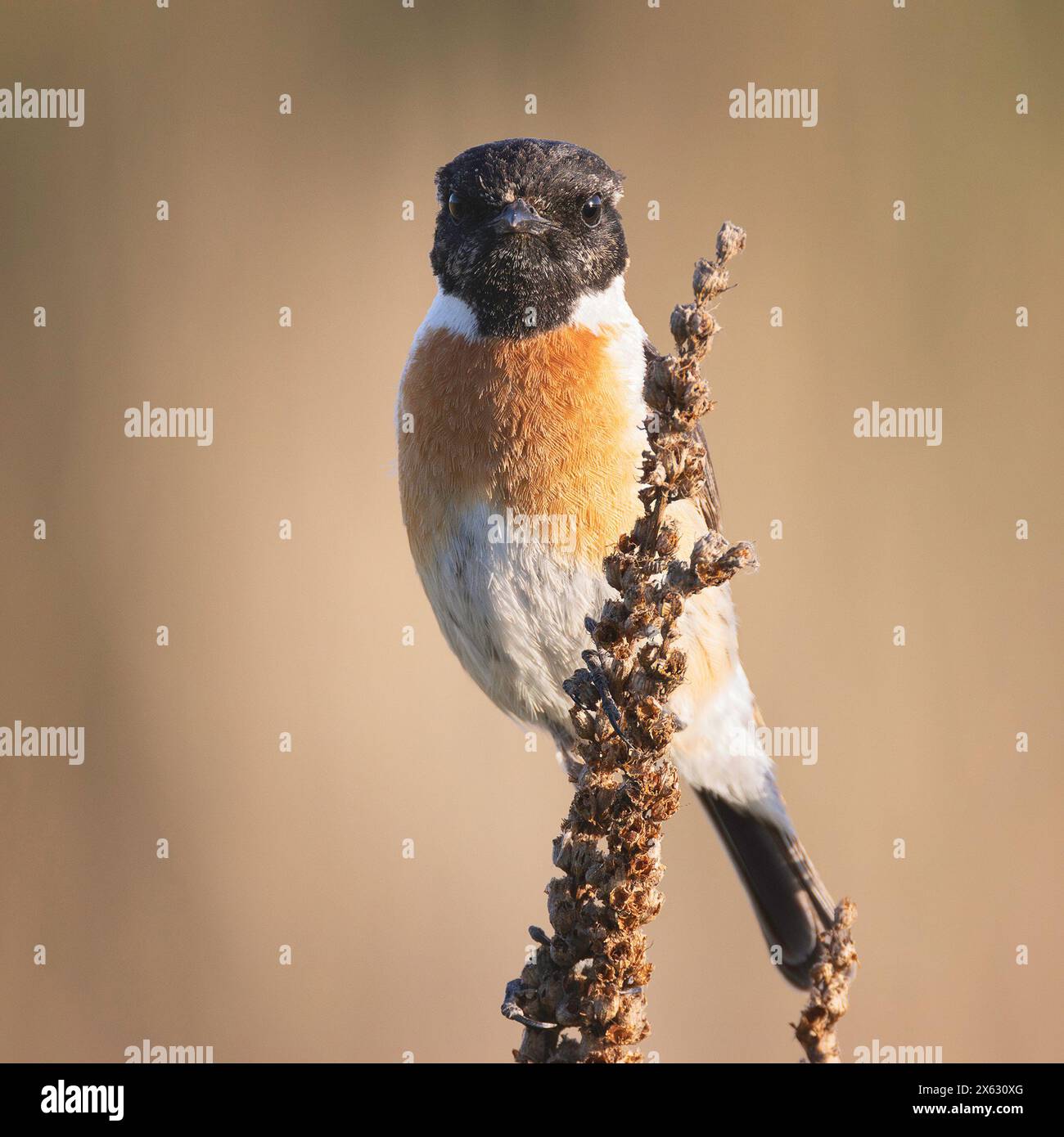 male common stonechat in natural habitat (Saxicola torquatus Stock ...