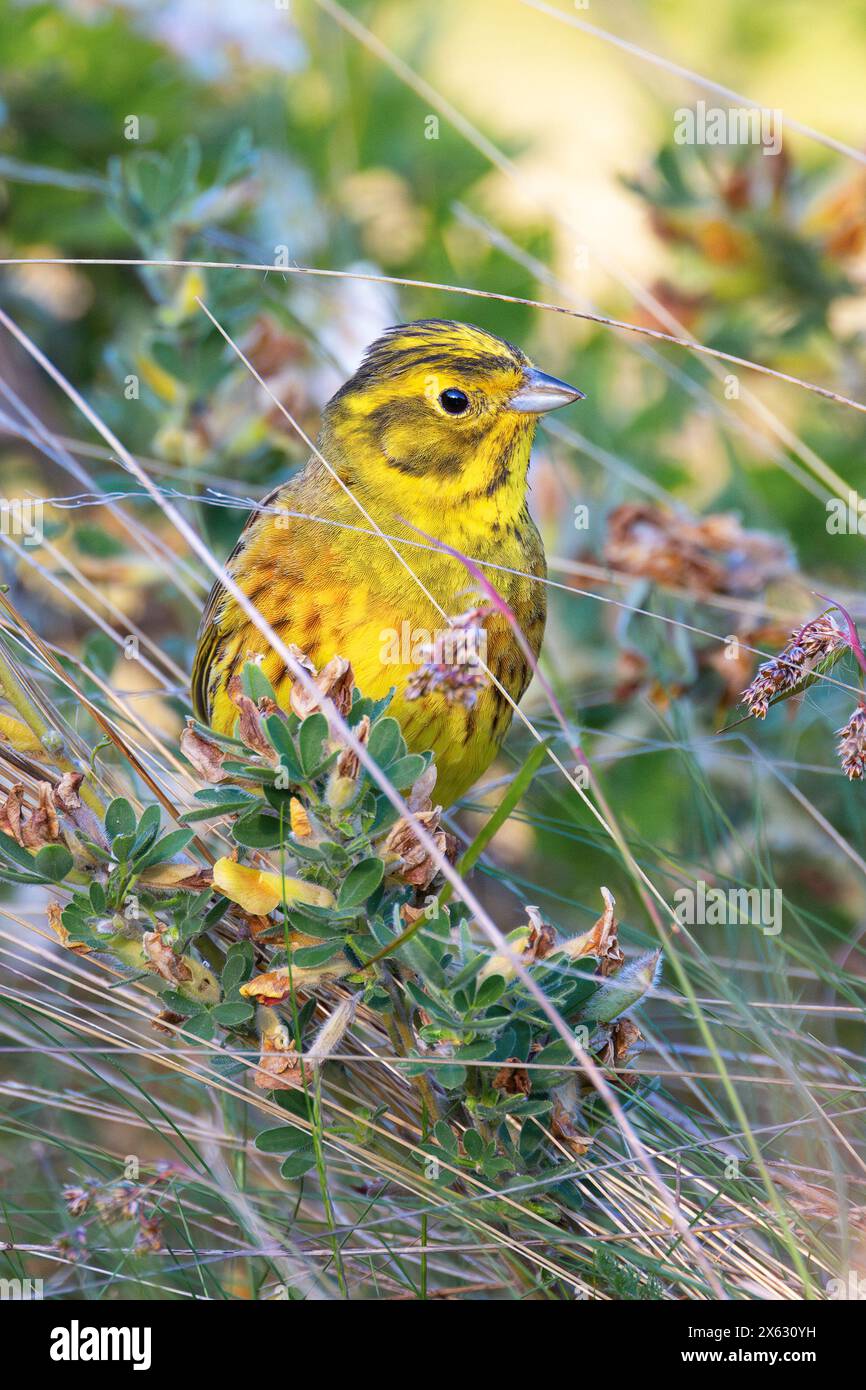 male yellowhammer standing on low shrubs (Emberiza citrinella Stock ...
